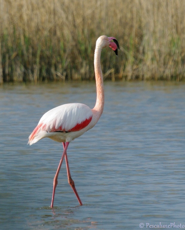 Pescalune Photo: Flamant rose (Phoenicopterus roseus), Greater Flamingo ...